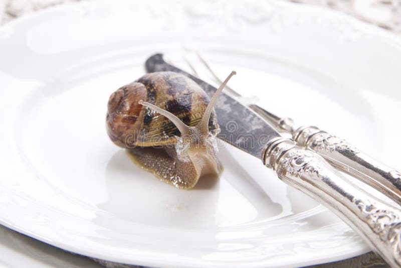 Lunch of Snails stock image. Image of shell, snail, rate - 31103769