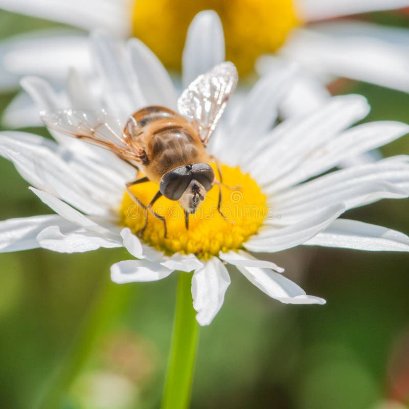 Lunch in the Sun stock image. Image of anther, vulgare - 27784959