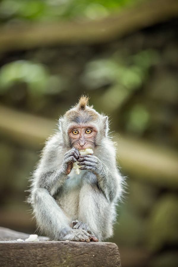 Lunch time stock image. Image of monkey, pets, monkeys - 87364833