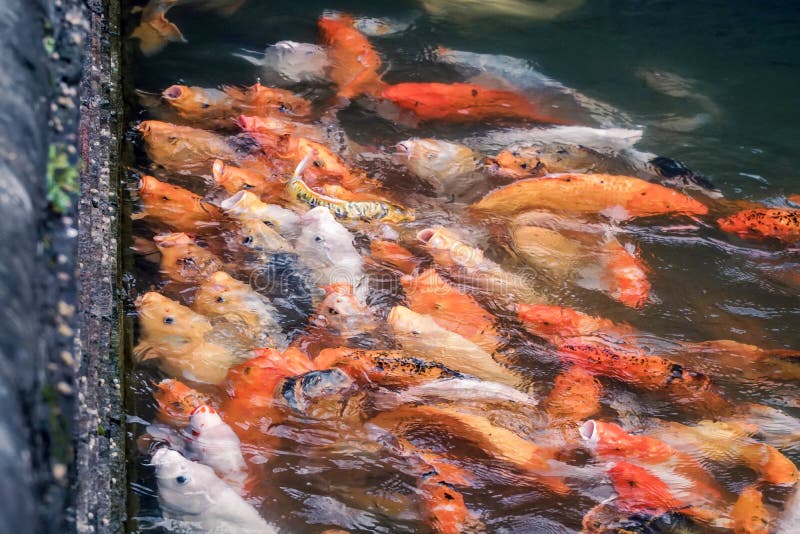 Lunch time stock photo. Image of goldfish, wildlife, south - 97755694