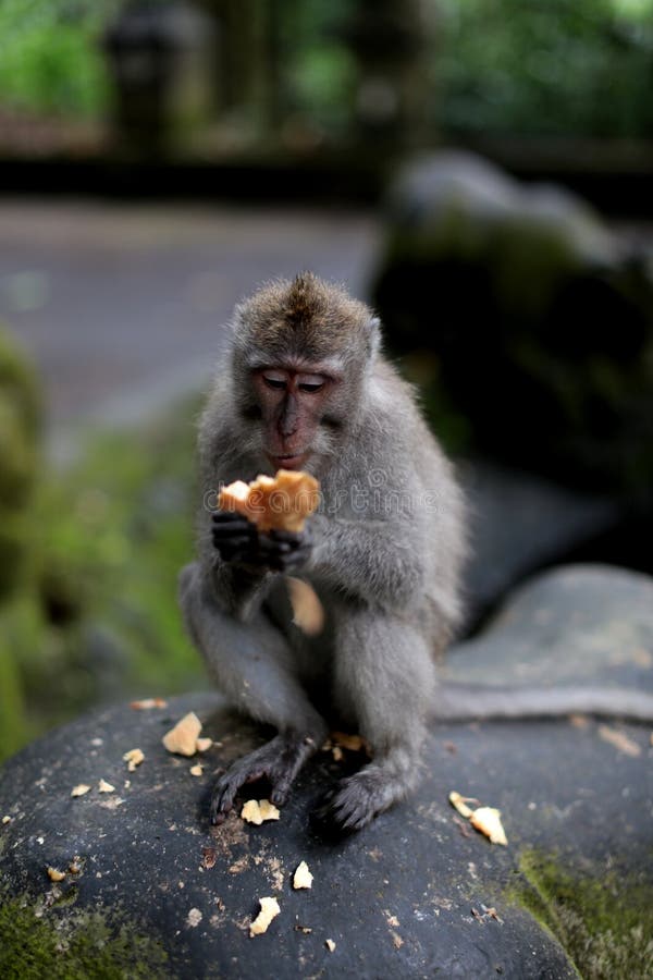 Monkey Eating Lunch Stock Images - Download 392 Royalty Free Photos
