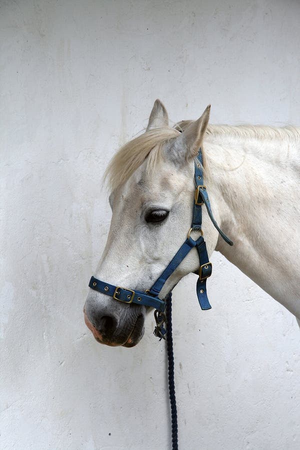 Lundy Pony Picture. Image: 18512391