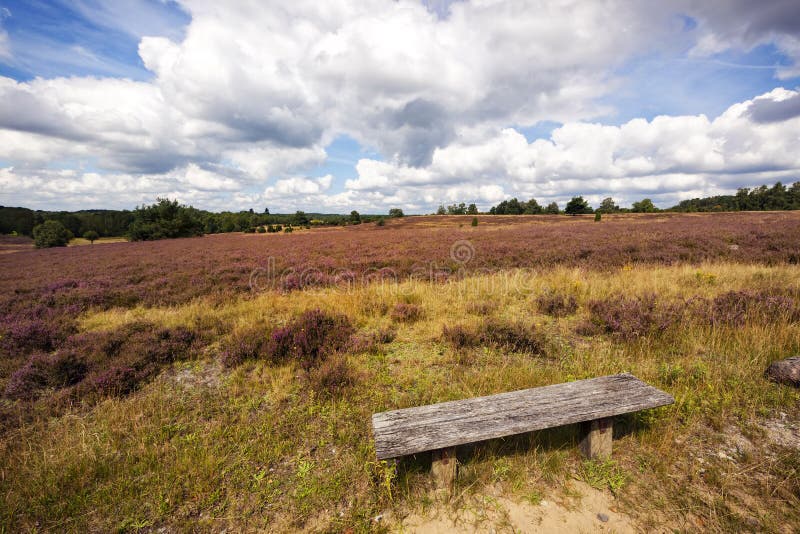 Luneberg Heath landscape stock photo. Image of germany - 26171762