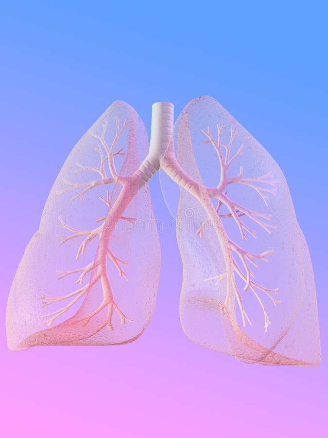 Lung and bronchi stock illustration. Illustration of health - 11734722
