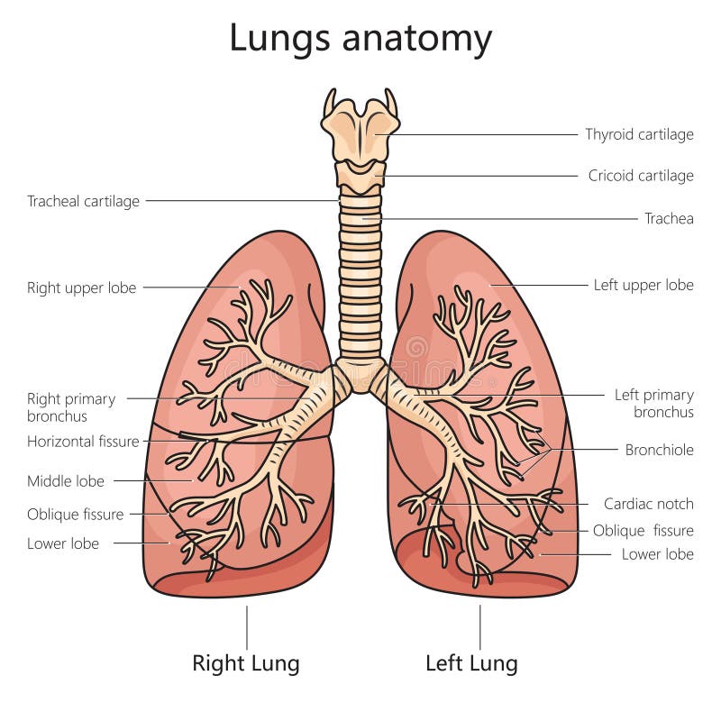 Lung Anatomy Structure Diagram Medical Science Stock Vector ...