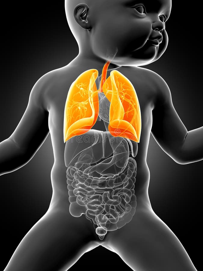 The lung of a baby stock illustration. Illustration of inflammation ...