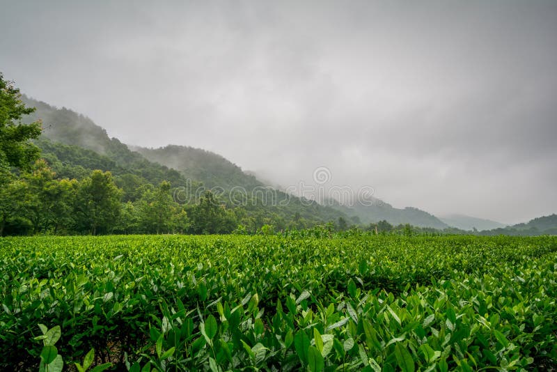 Lung Ching Tea Fields Around Hangzhou, China Stock Image - Image of ...