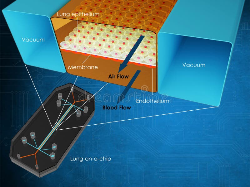 Lung-on-a-chip stock illustration. Illustration of science - 98686096