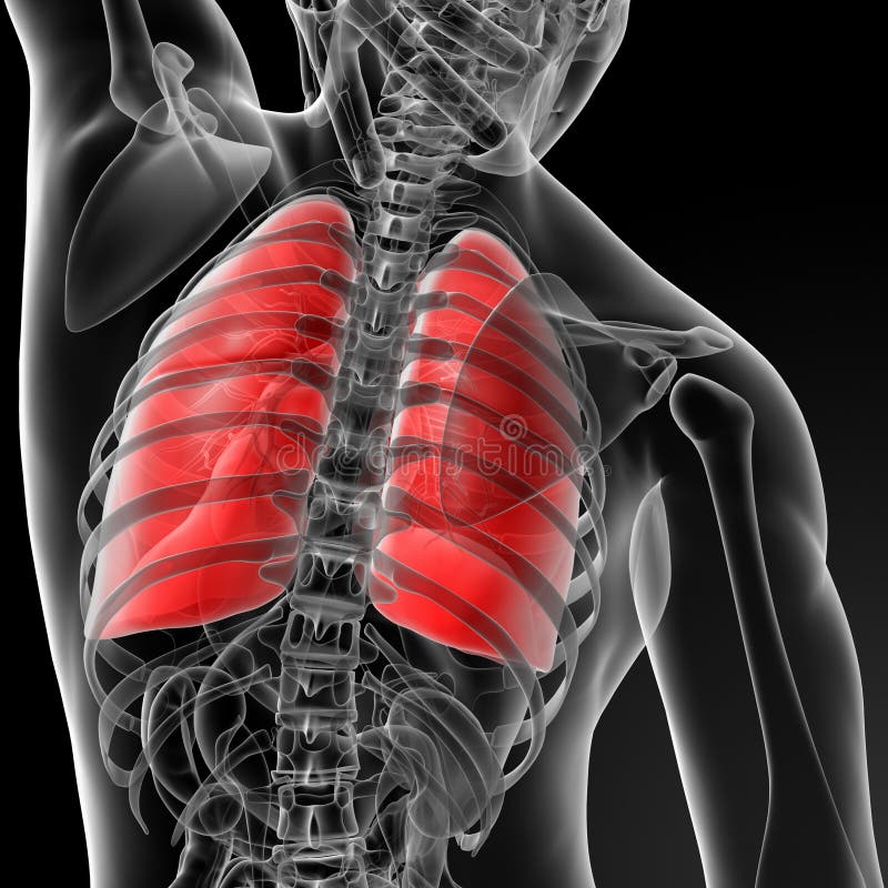 Lung Side Stock Illustrations – 466 Lung Side Stock Illustrations ...