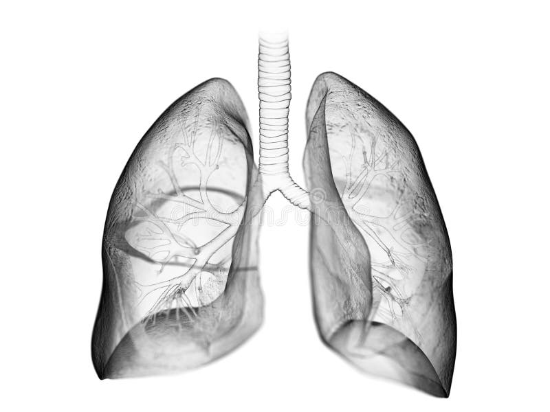 The lung stock illustration. Illustration of biology - 157612728