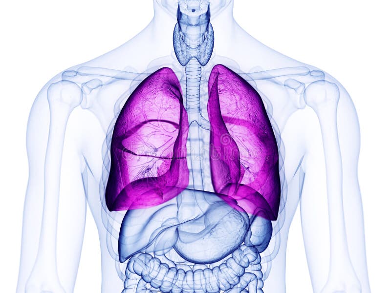 The lung stock illustration. Illustration of graphic - 168617419