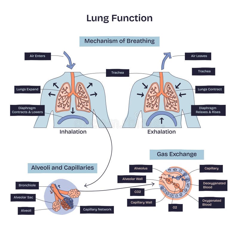 Lung Function is Illustrated with Inhalation, Exhalation, and Gas ...