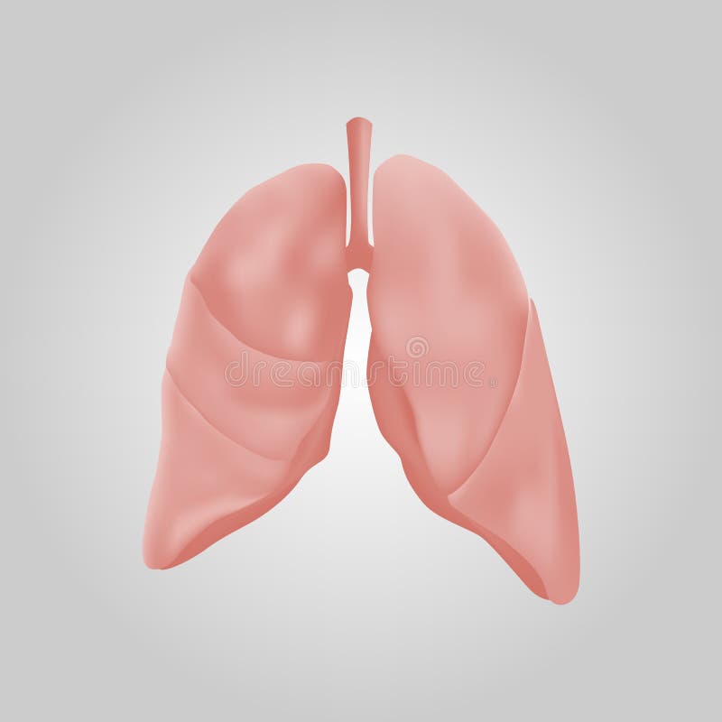 Lung of Human . Respiratory System . Realistic Design . Isolated Stock ...