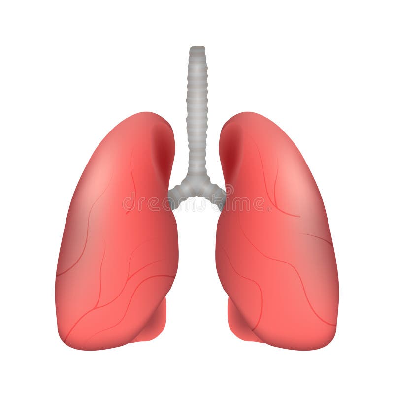 Lung of Human . Respiratory System . Realistic Design . Isolated Stock ...