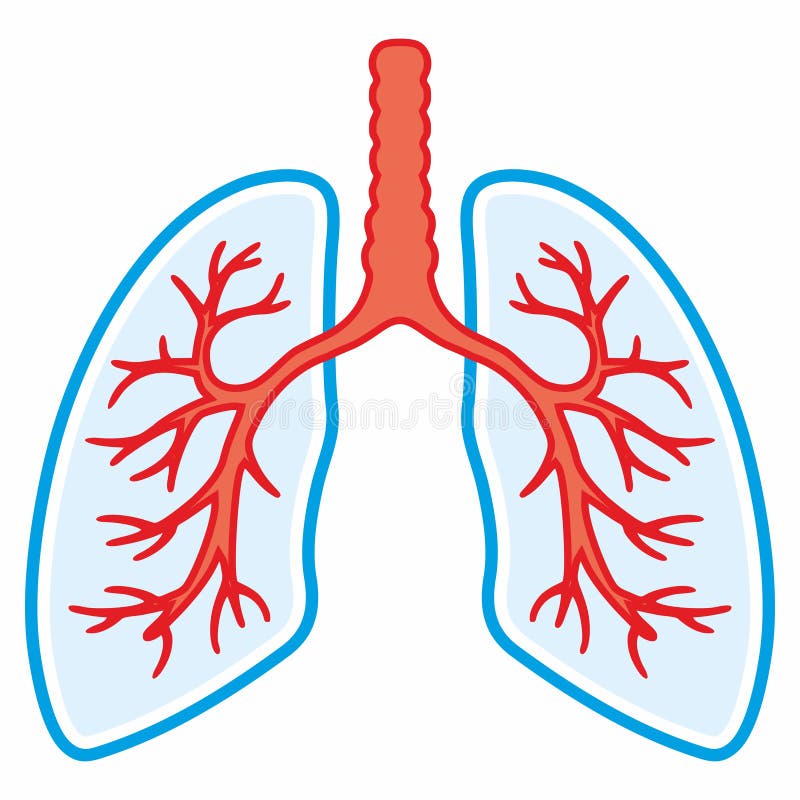 Lung Icon Simple Design Line Isolate On White Background Stock