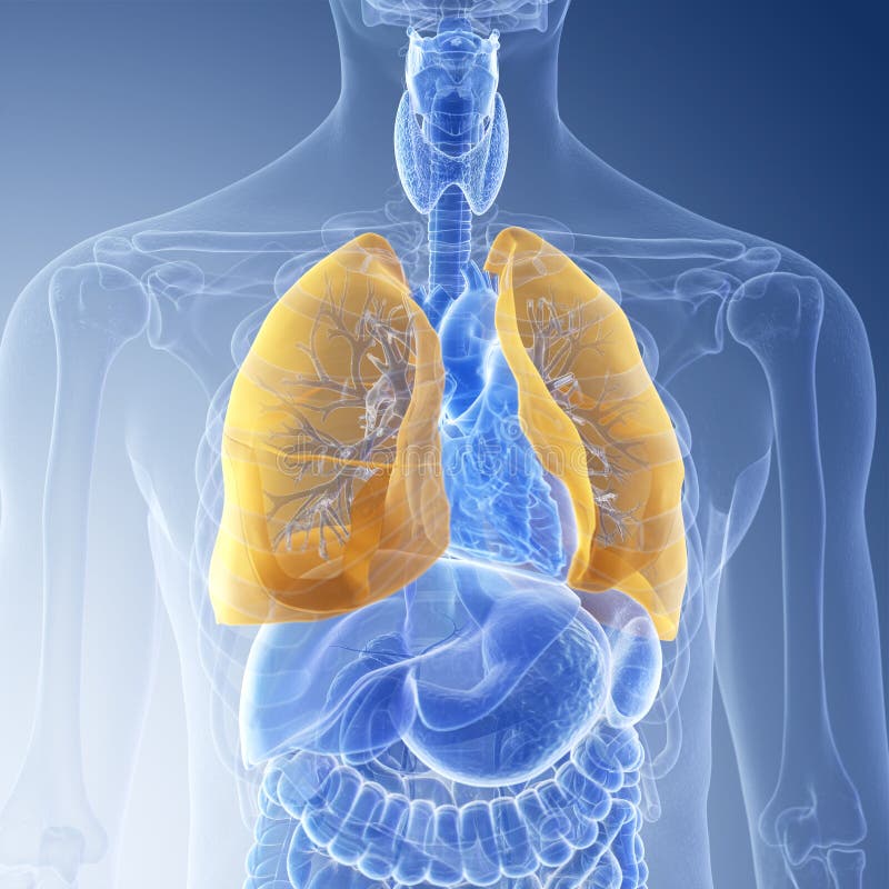 The lung stock illustration. Illustration of biology - 114080056