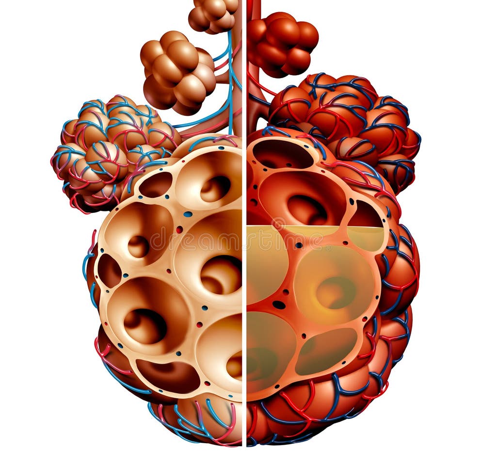 Anatomy Pulmonary Alveoli 3d Stock Illustrations 601 Anatomy