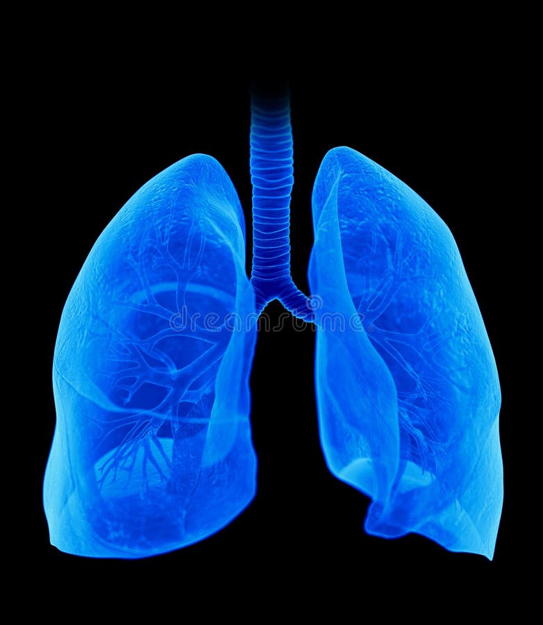 Lungan stock illustrationer. Illustration av bronker - 58775911