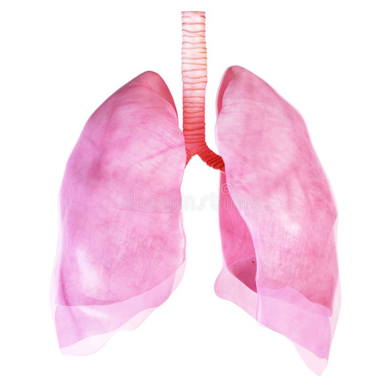 Lunglungsäck Och Pleural Hål Vektor Illustrationer - Illustration av ...