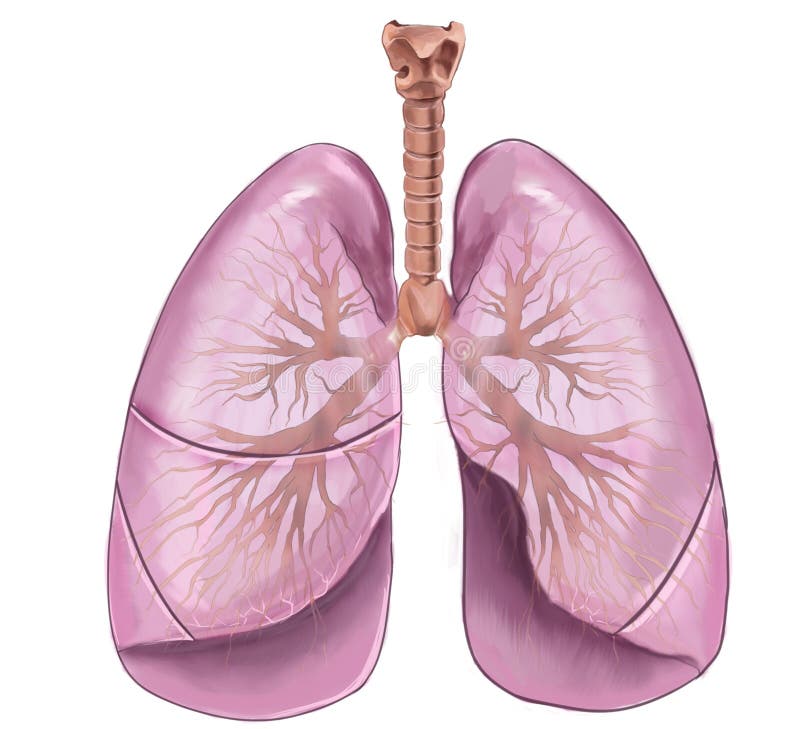 Lungen stock abbildung. Illustration von diagnose, herzgefäß - 36379171