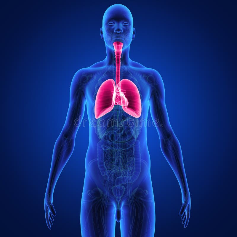 Lungen stock abbildung. Illustration von atmen, obacht - 46119569
