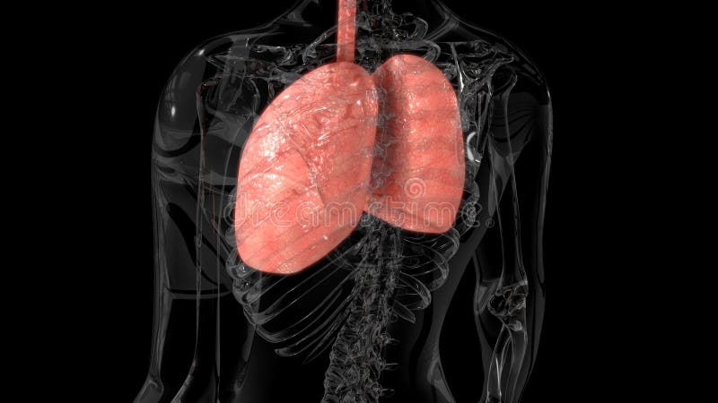 Lungen stock abbildung. Illustration von ribcage, pneumonie - 75373029