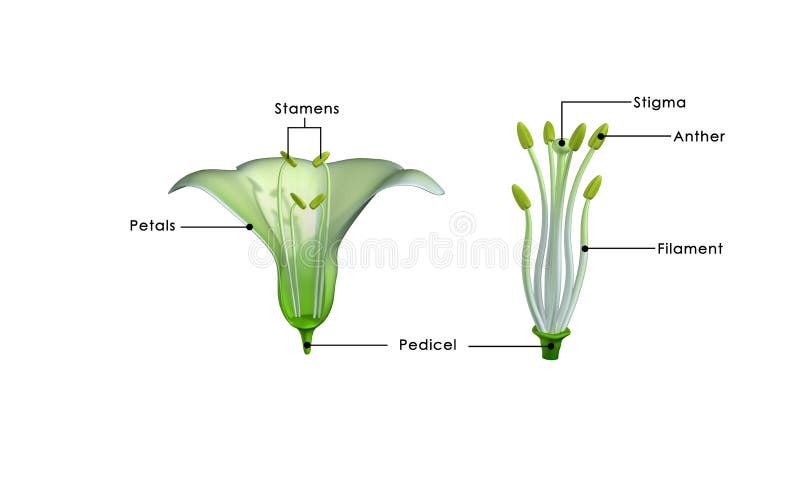 Lunghezza dello stame illustrazione di stock. Illustrazione di isolato ...