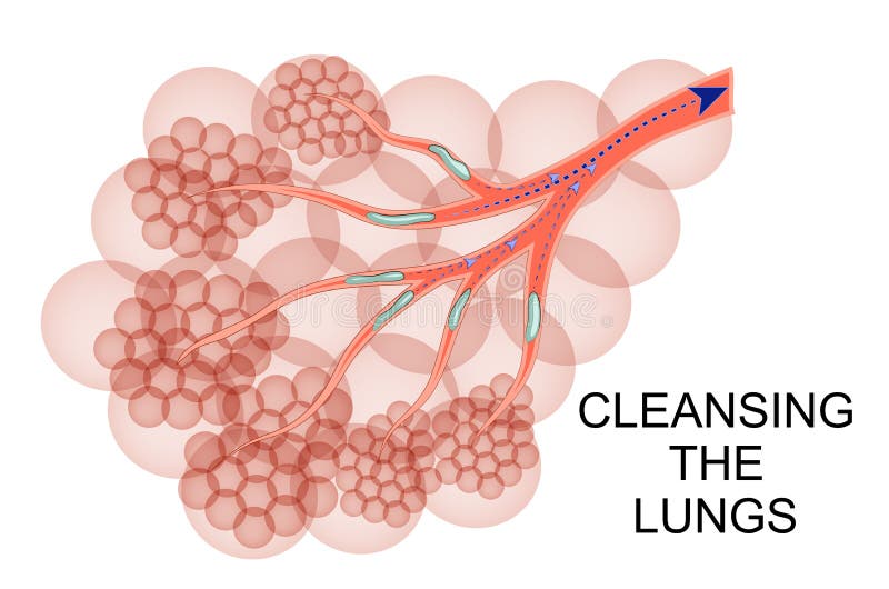 Lungorna och luftstrupen stock illustrationer. Illustration av syre ...
