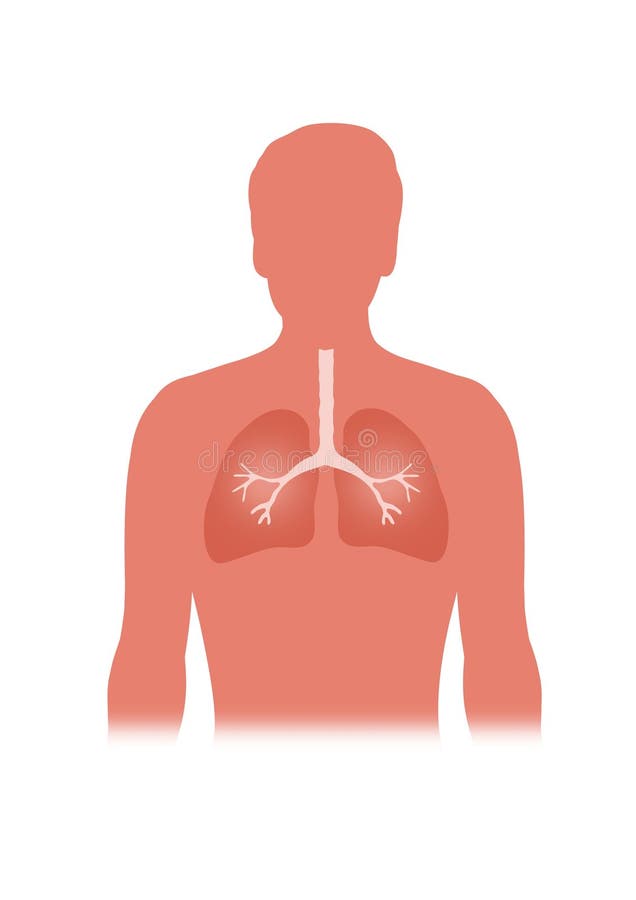 Lungs Person Stock Illustrations – 3,047 Lungs Person Stock ...