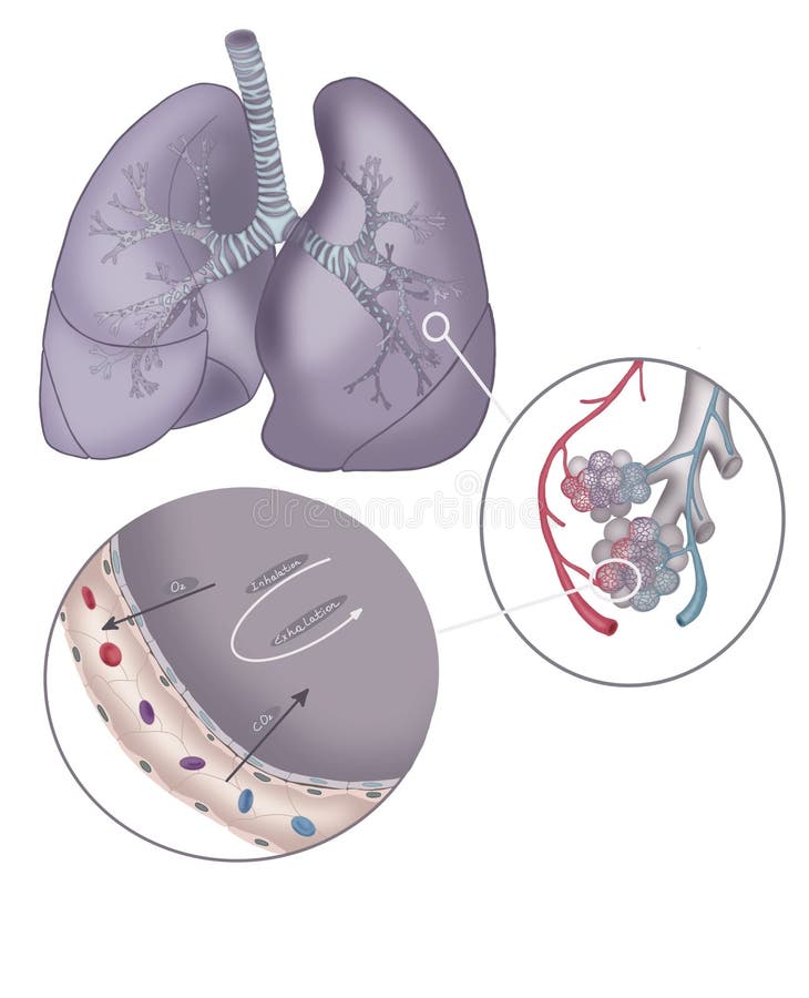 Lungs Human Anatomy Educational Infographics Stock Illustration ...