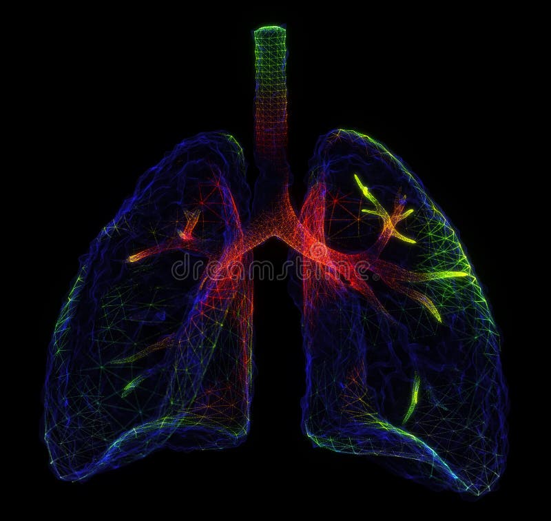 Anatomy of the Lungs of the Human Respiratory System Stock Illustration ...