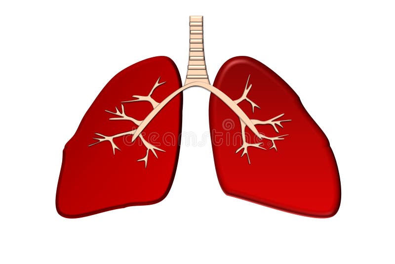 Lungs Design Flat Style Cross Section Stock Vector - Illustration of ...