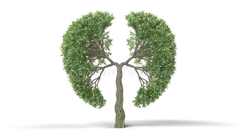 Lungs of the Earth. Growing Tree in the Shape of Lungs Stock Footage ...