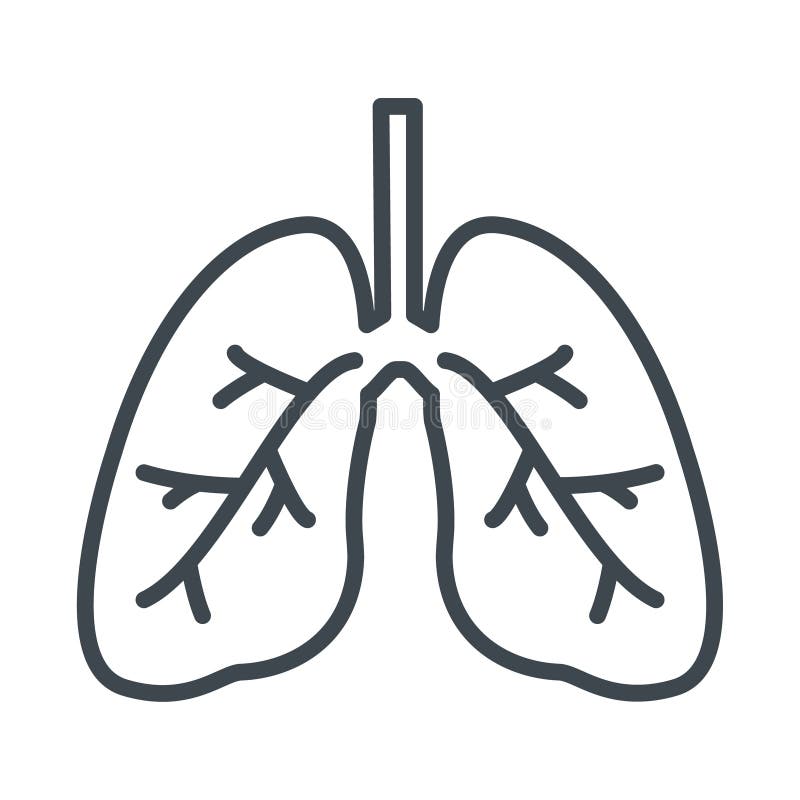 Lungs Flat Line Icon Vector Thin Human Internal Organ Outline