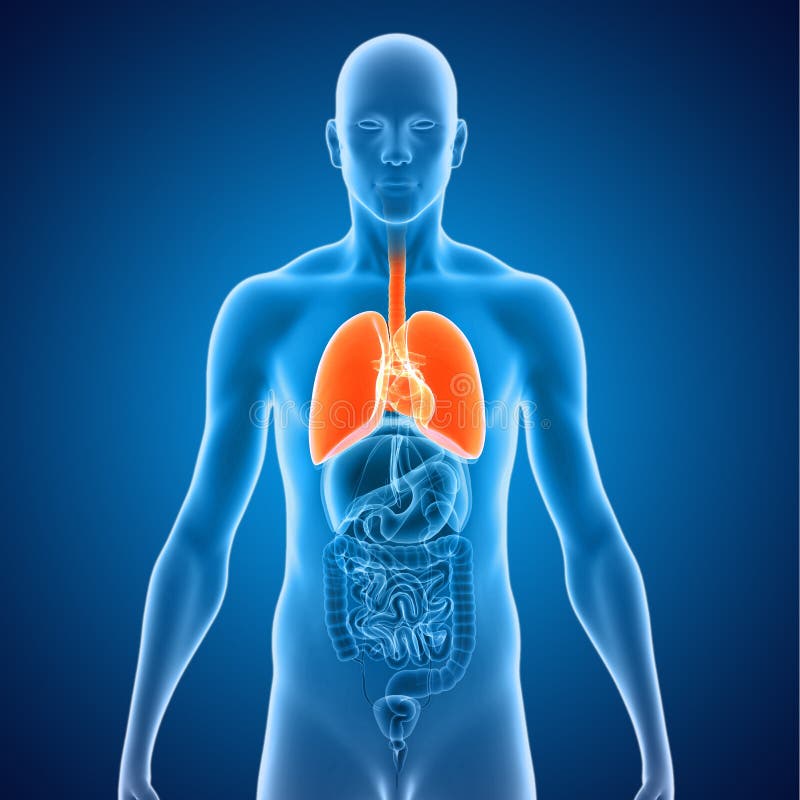 Lungs with heart stock illustration. Illustration of chest - 48760632