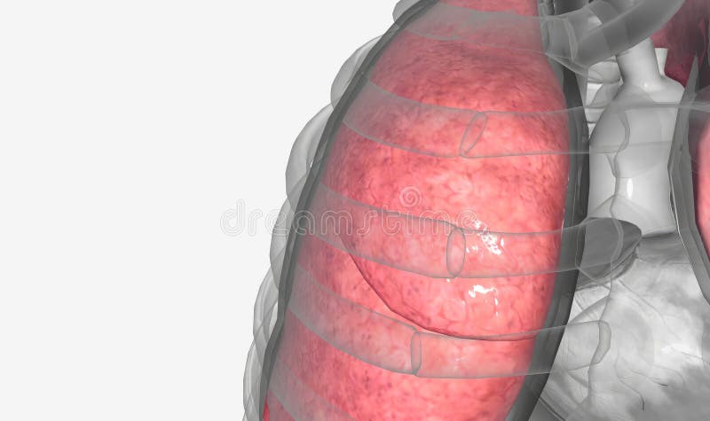 The Lungs are a Pair of Sponge-like, Expandable Organs Located W Stock ...