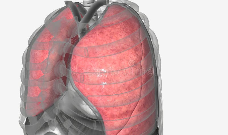 The Lungs are a Pair of Sponge-like, Expandable Organs Located W Stock ...