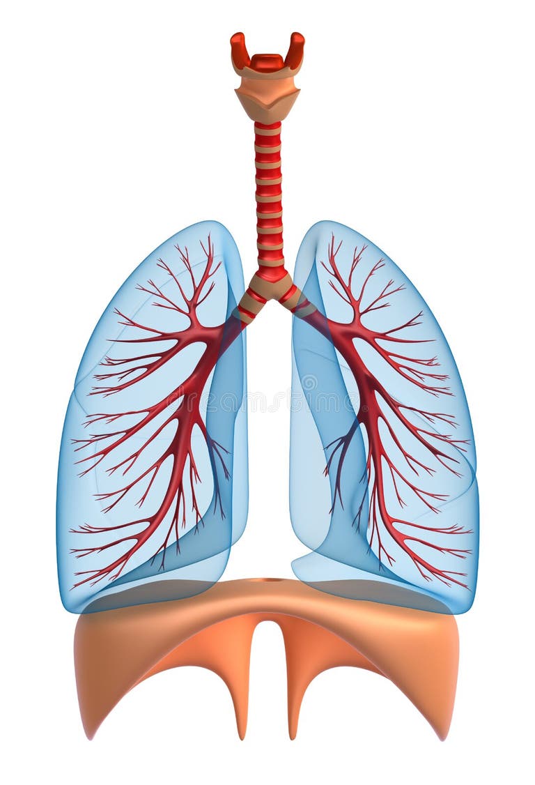 Breath System Stock Illustrations – 8,136 Breath System Stock ...