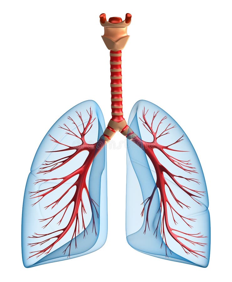 Lungs - Pulmonary System. Front View Stock Illustration - Illustration ...
