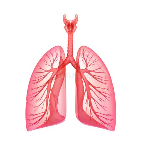 Lungs - Pulmonary System. Front View Stock Illustration - Illustration ...