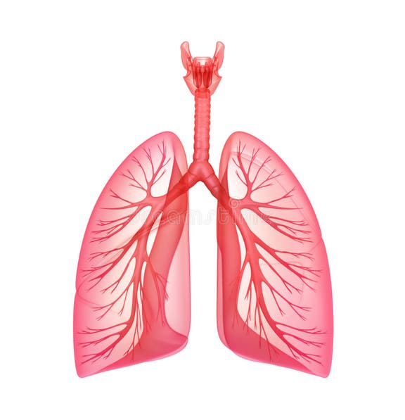 Lungs - Pulmonary System. Front View Stock Illustration - Illustration ...