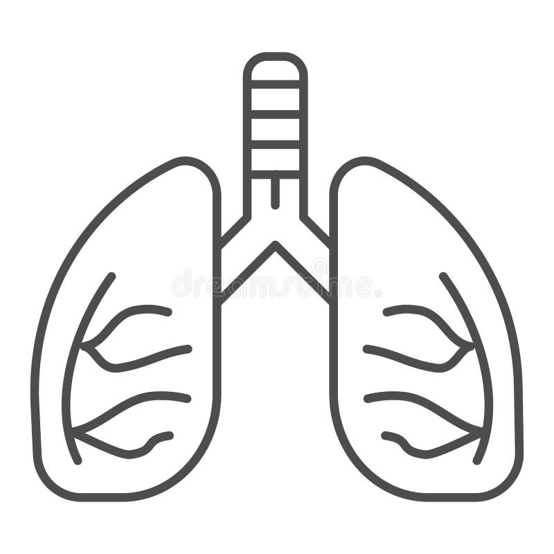 Lungs Thin Line Icon Symmetric Organ Of Human Chest Anatomy And