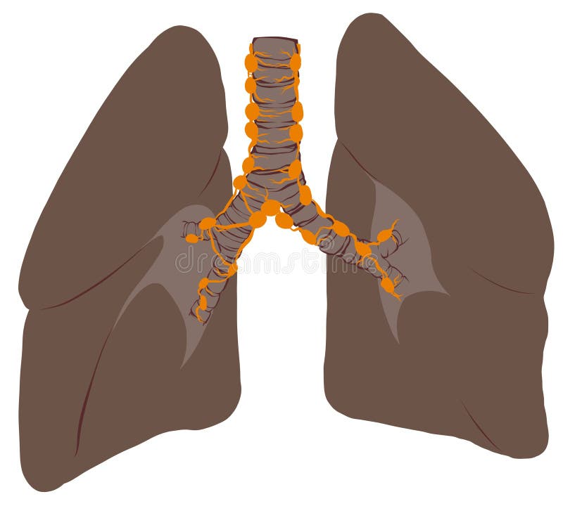 Lungs and Trachea Lymph Nodes Stock Photo - Illustration of respiratory ...