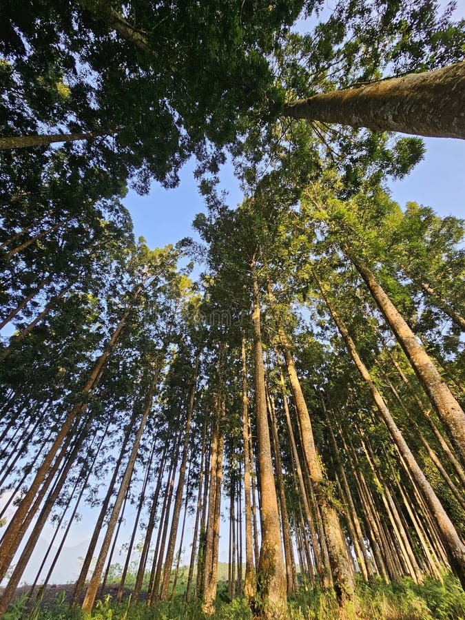 The Lungs of the World that Need To Be Saved Stock Photo - Image of ...