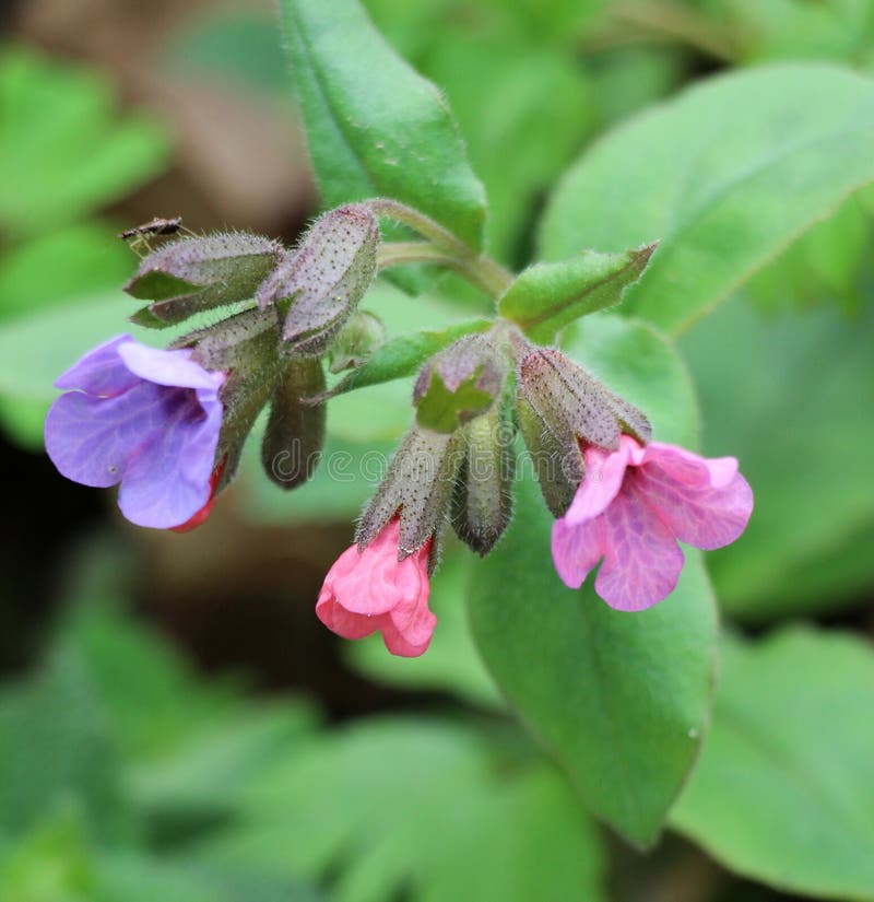 Lungwort (Pulmonaria) Blooms in the Wild Spring Forest Stock Image ...