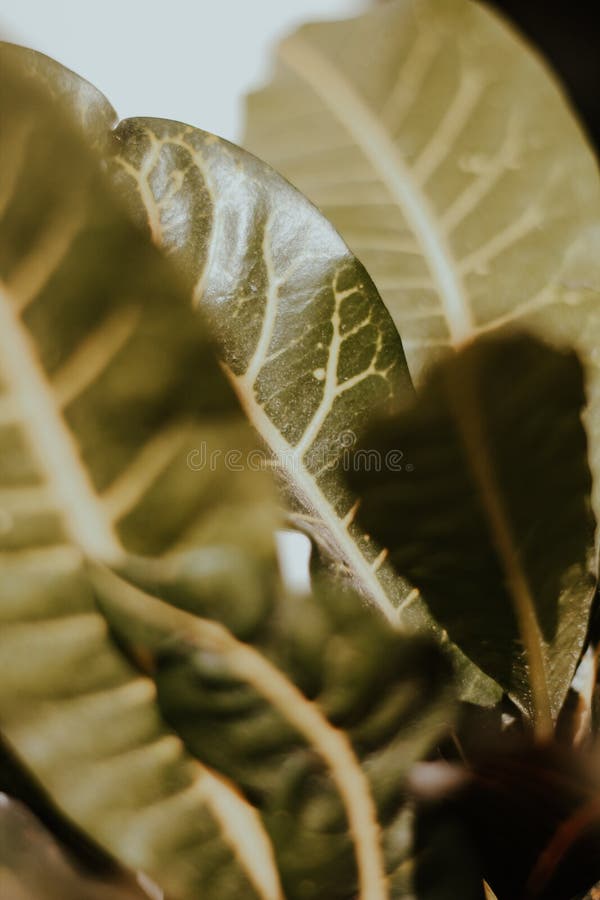 Luning Leaves As a Source of Body Energy Stock Photo - Image of ...
