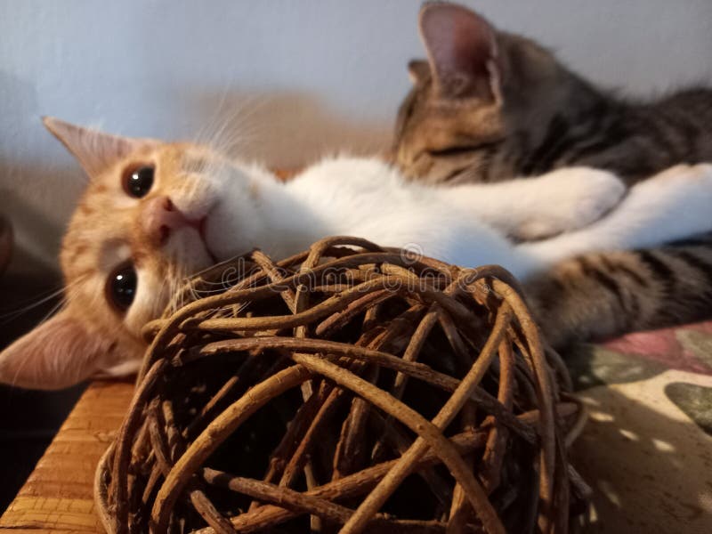 Luno Exhausted Kitty stock photo. Image of kittypets - 206187418