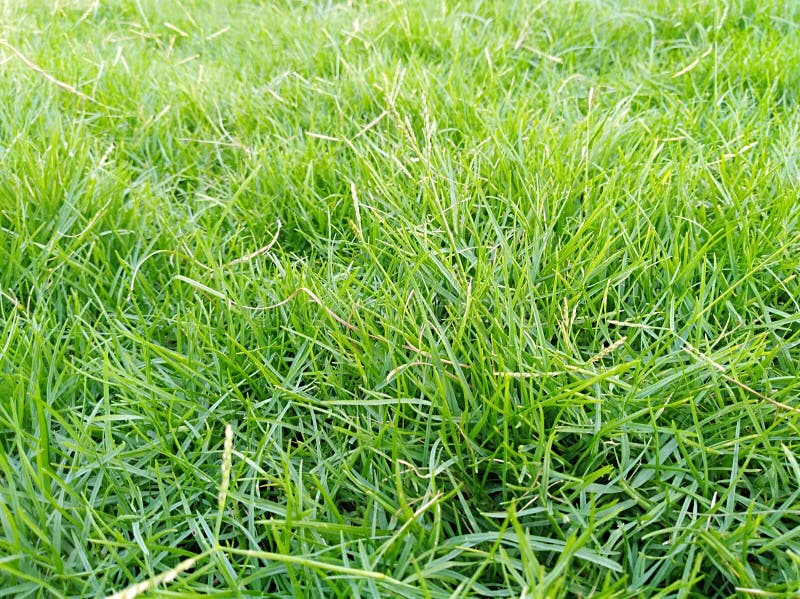 Luntian stock image. Image of saudi, arabia, grass, luntian - 125236841