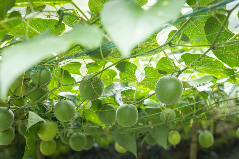 Luo Han Guo Fields in Guangxi China Stock Photo - Image of environment ...