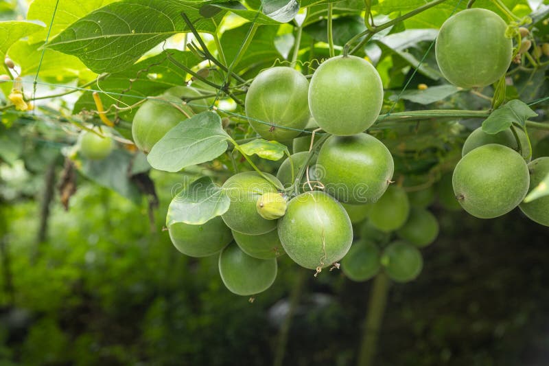 Luo Han Guo Fields in Guangxi China Stock Image - Image of agriculture ...
